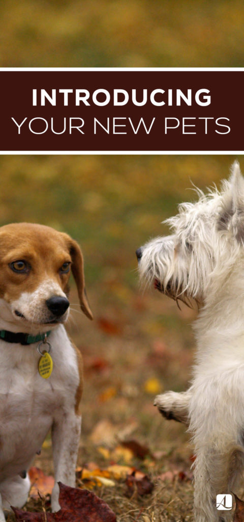 introducing-your-pets-pin - American Lifestyle Magazine