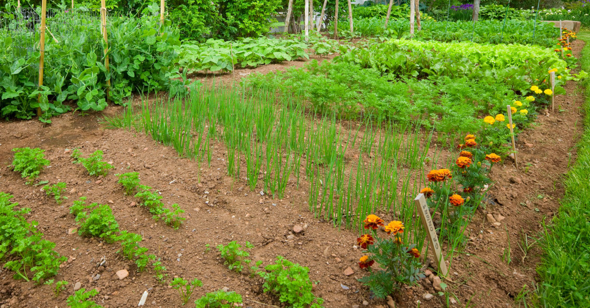This Vegetable Gardening Strategy Will Maximize Your Pairings ...