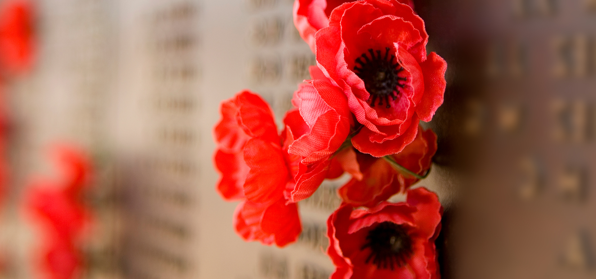 the-history-of-the-rememberance-poppy-main - American Lifestyle Magazine