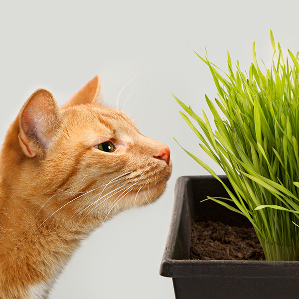 A Beginner's Guide for Creating An Indoor Cat Garden - American ...