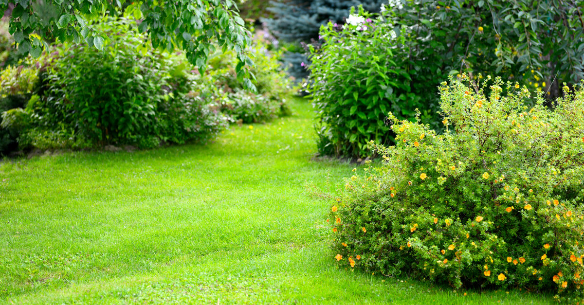 Foliage on Display: Best Yard Planting Tips - American Lifestyle Magazine