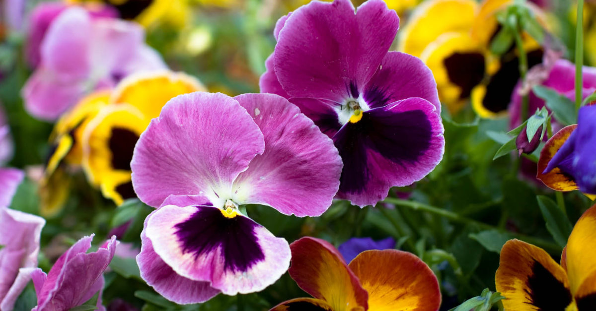 Midwest Spring Gardening Tips - American Lifestyle Magazine