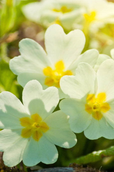 American Lifestyle - American Lifestyle Magazine