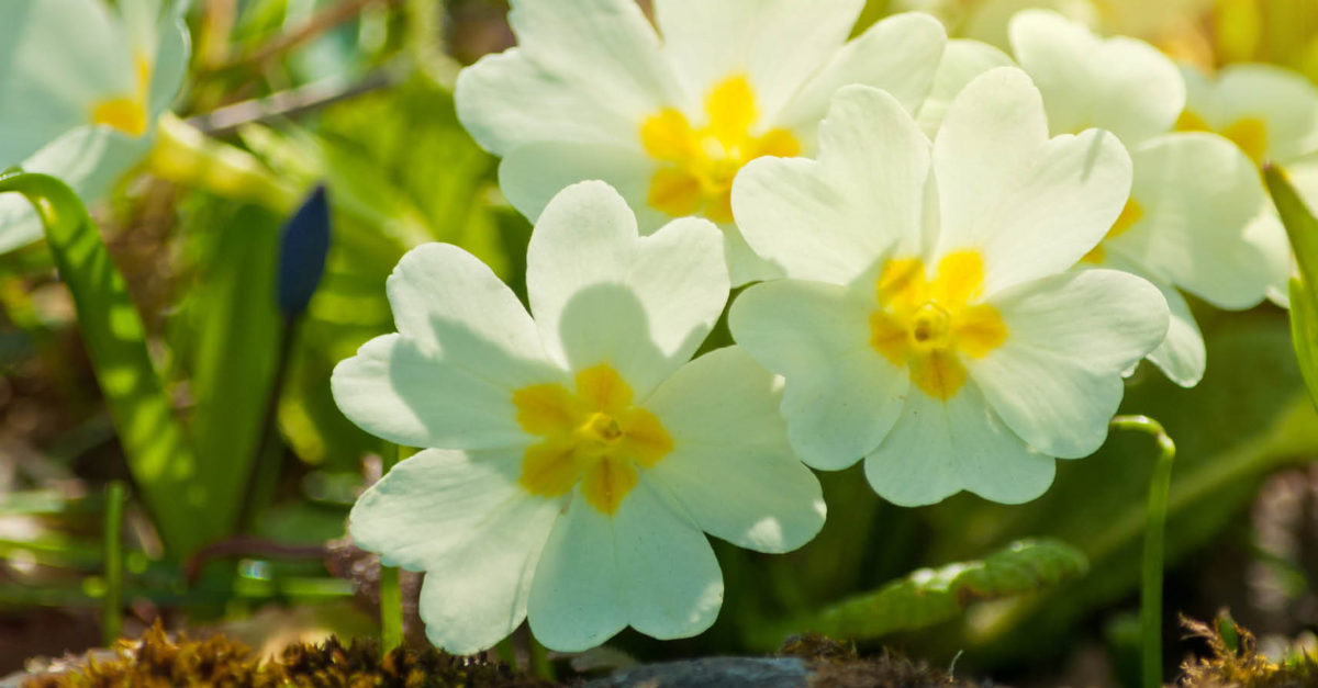 Pacific Northwest Spring Gardening Tips - American Lifestyle Magazine