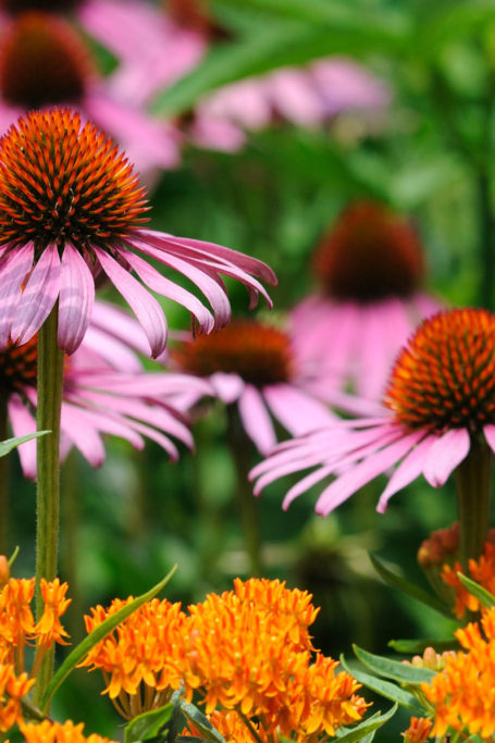 American Lifestyle - American Lifestyle Magazine