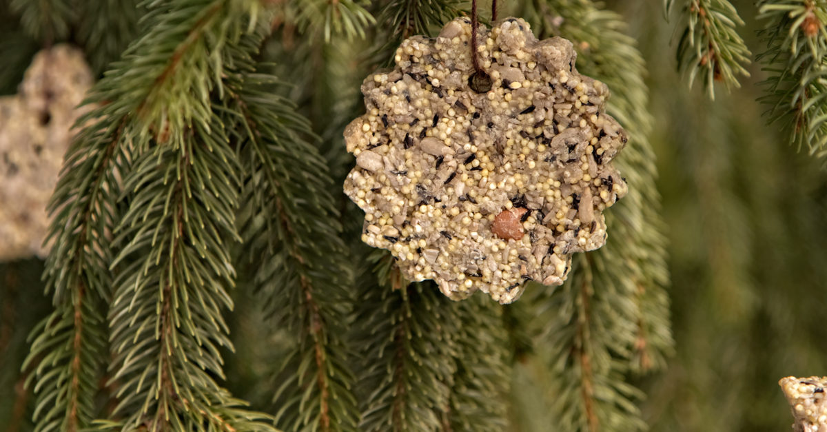 Busy Bird Treats - American Lifestyle Magazine