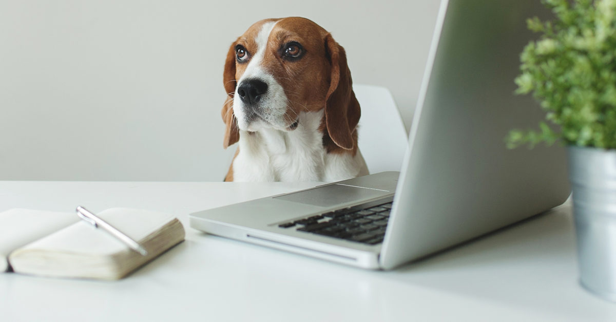 Professional Pups - American Lifestyle Magazine