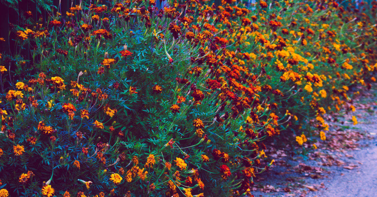 These Flowers are Perfect for Fall - American Lifestyle Magazine