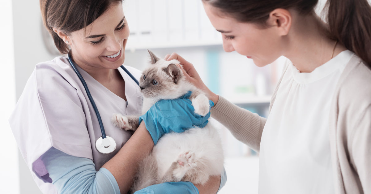 Must-Ask Questions for Your Vet - American Lifestyle Magazine