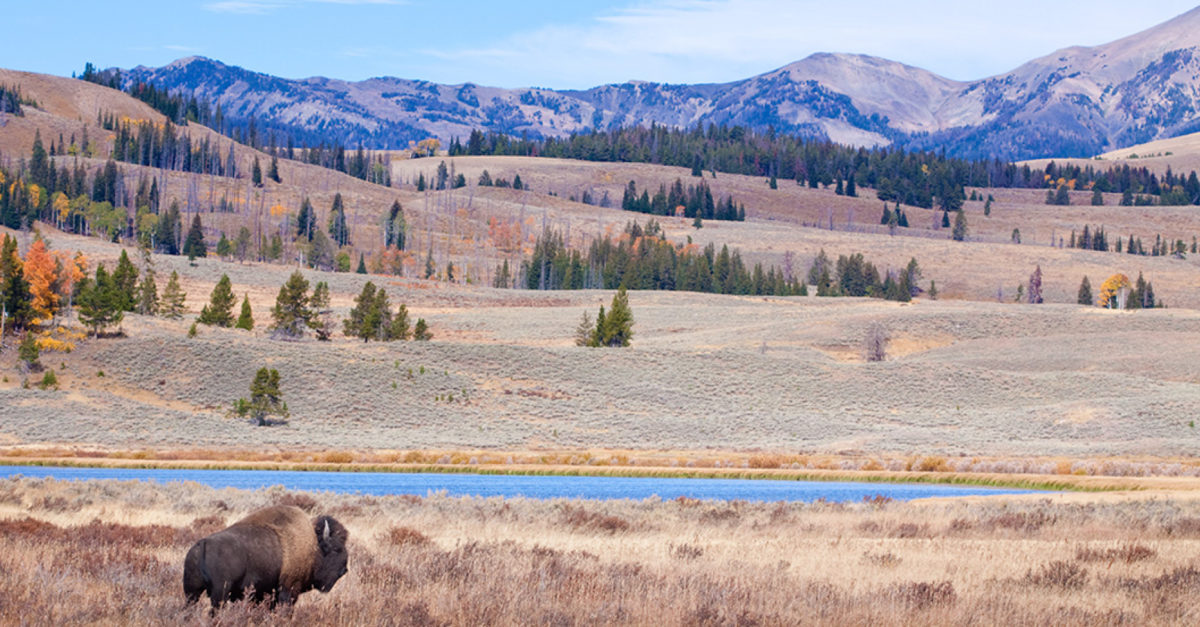 A Guide to Yellowstone National Park - American Lifestyle Magazine