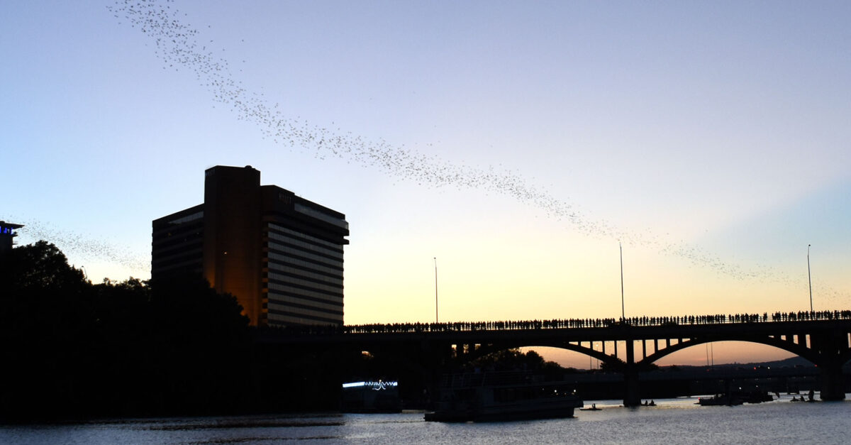 The Austin Bats - American Lifestyle Magazine
