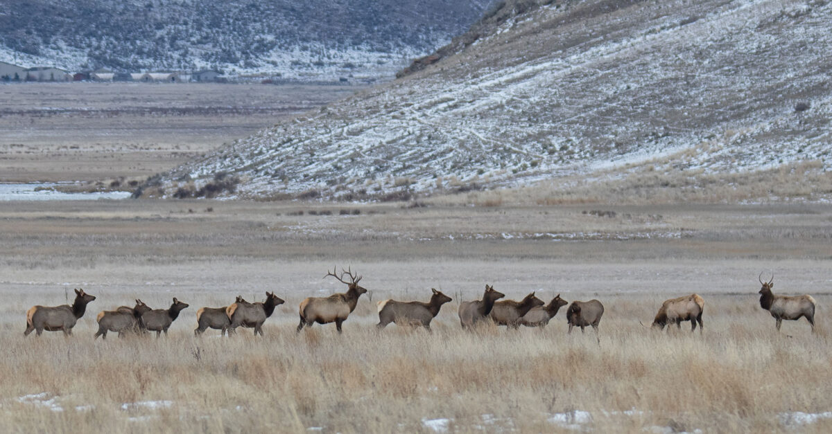 Where the Elk Roam - American Lifestyle Magazine