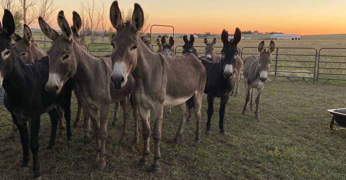 Beauty of the Burros - American Lifestyle Magazine